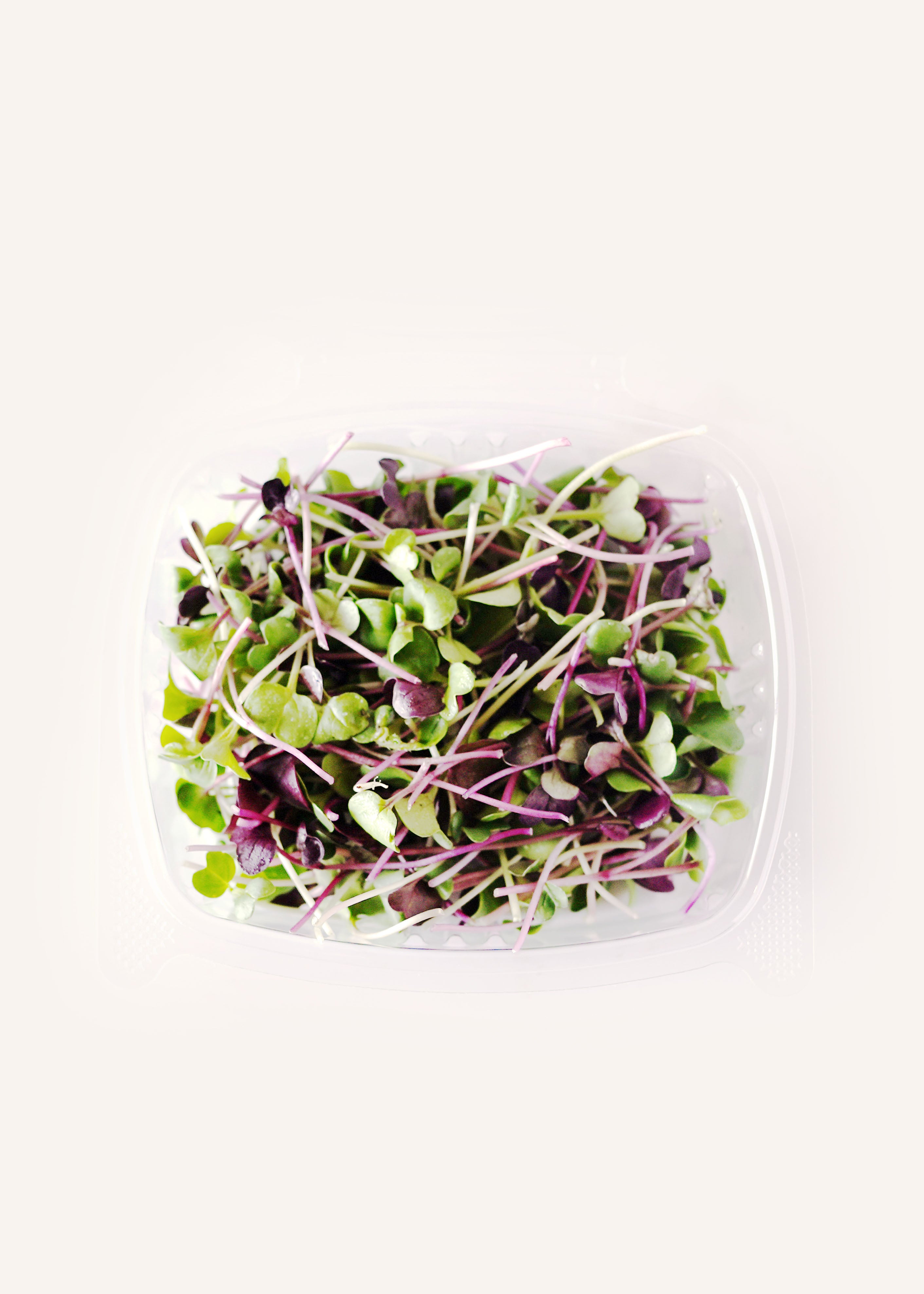 Spicy Microgreens – Youngs Farm